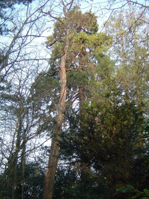 Redwood World: Ashtead - Ashtead Park (Surrey)