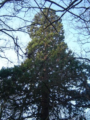 Redwood World: Ashtead - Ashtead Park (Surrey)