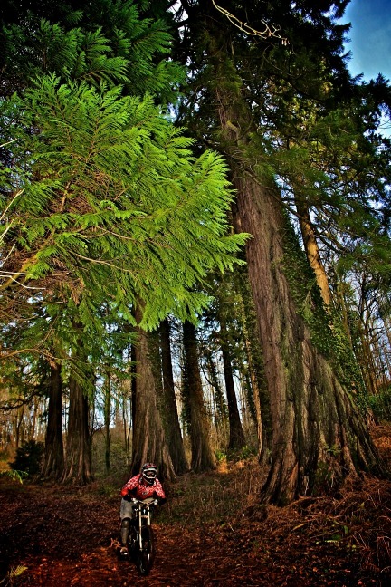 Redwood World: Failand - Ashton Hill Plantation (Somerset)