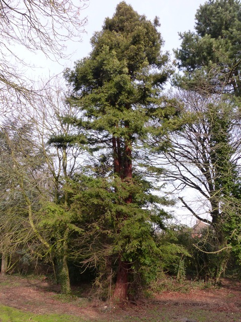 Redwood World: Allestree - Allestree Park (Derbyshire)