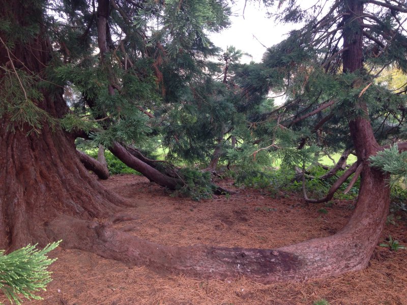 Redwood World: Silsoe - Wrest Park (Bedfordshire)
