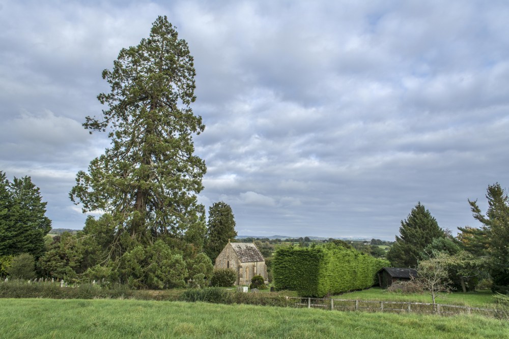 Redwood World: East Coker - Cemetery (Somerset)