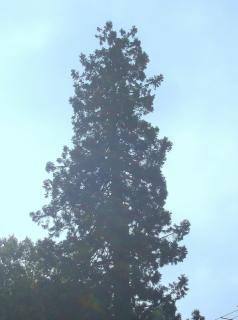 Redwood World: Haslemere - Marley Common (Surrey)