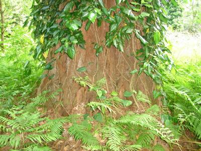 Redwood World: Haslemere - Marley Common (Surrey)