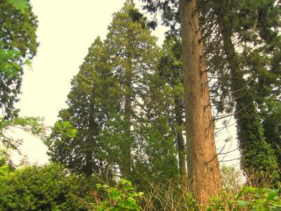 Redwood World: Haslemere - Marley Common (Surrey)