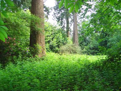 Redwood World: Haslemere - Marley Common (Surrey)