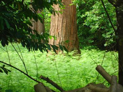 Redwood World: Haslemere - Marley Common (Surrey)