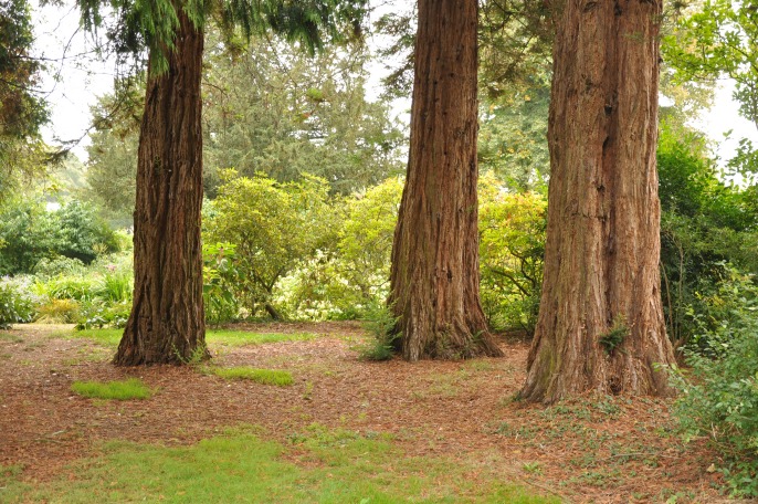 Redwood World: Swaffham - Lexham Hall (Norfolk)