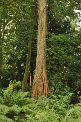 Redwood World: Swaffham - Lexham Hall (Norfolk)