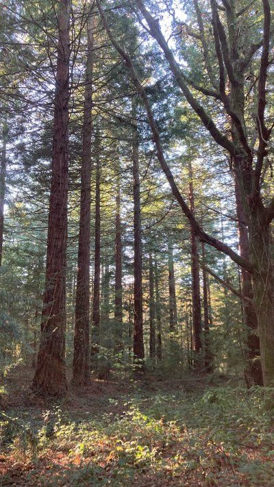 Redwood World: Ryde - Firestone Copse (Isle of Wight)